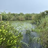 Anhinga Trail, Florida - 1,873 Reviews, Map | AllTrails