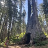 Congress Trail, California - 3,345 Reviews, Map | AllTrails