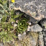 Mount Flora Trail, Colorado - 3,978 Reviews, Map | AllTrails