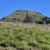 Cone Peak Trail, Oregon - 681 Reviews, Map | AllTrails