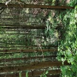 Fonta Flora Trail Loop, North Carolina - 1,781 Reviews, Map | AllTrails