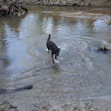 Paul Ruster Trail, Indiana - 235 Reviews, Map | AllTrails