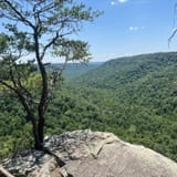 Fiery Gizzard Loop, Tennessee - 1,269 Reviews, Map | AllTrails