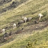 Dunraven Pass to Mount Washburn, Montana - 1,576 Reviews, Map | AllTrails