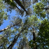 Luton Park Trail, Michigan - 1,158 Reviews, Map | AllTrails