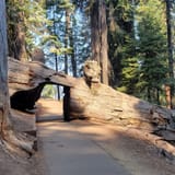 Congress Trail, California - 3,345 Reviews, Map | AllTrails