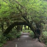 Hall of Mosses Trail, Washington - 5,922 Reviews, Map | AllTrails