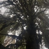 Hall of Mosses Trail, Washington - 5,922 Reviews, Map | AllTrails