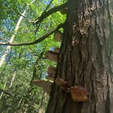 Mount Toby Trail, Massachusetts - 1,163 Reviews, Map | AllTrails