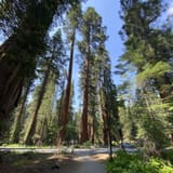 Big Trees Trail, California - 1,695 Reviews, Map | AllTrails