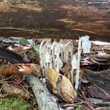 Wolf Rocks Trail, Pennsylvania - 1,437 Reviews, Map | AllTrails