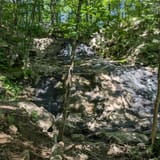 Fore River Sanctuary White Trail, Maine - 1,424 Reviews, Map | AllTrails