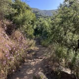 Cold Spring Loop, California - 2,462 Reviews, Map | AllTrails