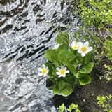 Hoffer Lakes Trail, Oregon - 95 Reviews, Map | AllTrails