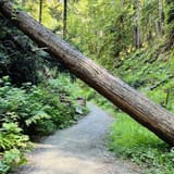 Fern Canyon Scenic Trail, California - 900 Reviews, Map | AllTrails