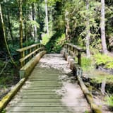Fern Canyon Scenic Trail, California - 900 Reviews, Map | AllTrails