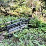 Fern Canyon Scenic Trail, California - 900 Reviews, Map | AllTrails