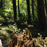 Amanda's Trail, Oregon - 546 Reviews, Map | AllTrails