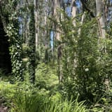 Gerbode Valley Loop, California - 529 Reviews, Map | AllTrails