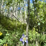 Ben Tyler Trail, Colorado - 722 Reviews, Map | AllTrails
