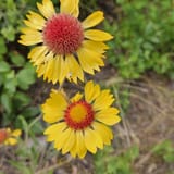 Painted Rocks Nature Trail, Washington - 770 Reviews, Map | AllTrails