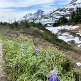Lost Lake via Primrose Trail, Alaska - 255 Reviews, Map | AllTrails