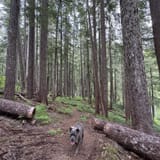 Mount Rose Trail, Washington - 1,387 Reviews, Map | AllTrails