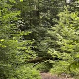 Inman Pond Trail, New York - 321 Reviews, Map | AllTrails
