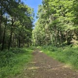 Jacoby Falls Trail, Pennsylvania - 676 Reviews, Map | AllTrails