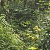 Jacoby Falls Trail, Pennsylvania - 676 Reviews, Map | AllTrails