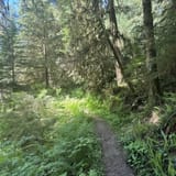 Boulder River Trail, Washington - 1,898 Reviews, Map | AllTrails