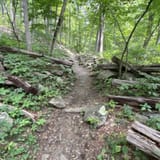 Rose River Trail, Virginia - 5,008 Reviews, Map | AllTrails