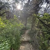 Turkey Creek Trail, Texas - 2,579 Reviews, Map | AllTrails