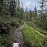 Castle Mountain Lookout Trail, Alberta, Canada - 2,048 Reviews, Map ...