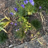 Bee Tree Lake Loop, Missouri - 546 Reviews, Map | AllTrails