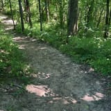 Five Mile Trail, New York - 1,550 Reviews, Map | AllTrails