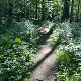 Five Mile Trail, New York - 1,550 Reviews, Map | AllTrails