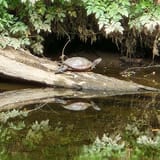 Lorimer Park Loop, Pennsylvania - 967 Reviews, Map | AllTrails