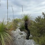 Mount Larcom Walking Trail, Queensland, Australia - 253 Reviews, Map ...