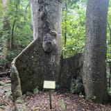 Reef Bay Trail, Saint John, US Virgin Islands - 1,096 Reviews, Map ...