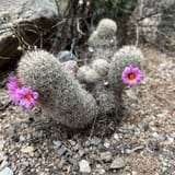 Cactus Forest Loop Drive, Arizona - 462 Reviews, Map | AllTrails