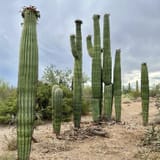 Cactus Forest Loop Drive, Arizona - 462 Reviews, Map | AllTrails
