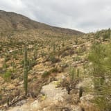 Cactus Forest Loop Drive, Arizona - 462 Reviews, Map | AllTrails