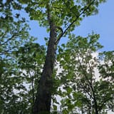 Missouri Tree Trail, Missouri - 155 Reviews, Map | AllTrails