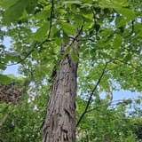 Missouri Tree Trail, Missouri - 155 Reviews, Map | AllTrails