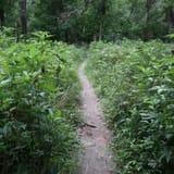 Rock Hollow Trail, Missouri - 1,334 Reviews, Map | AllTrails