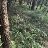 Newborough Forest Circular, Anglesey, Wales - 70 Reviews, Map | AllTrails