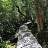 Atlantic White Cedar Swamp Trail, Massachusetts - 1,022 Reviews, Map ...