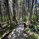 Atlantic White Cedar Swamp Trail, Massachusetts - 1,022 Reviews, Map ...