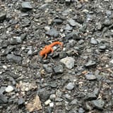 Mount Greylock via Bellows Pipe Trail, Massachusetts - 2,396 Reviews ...